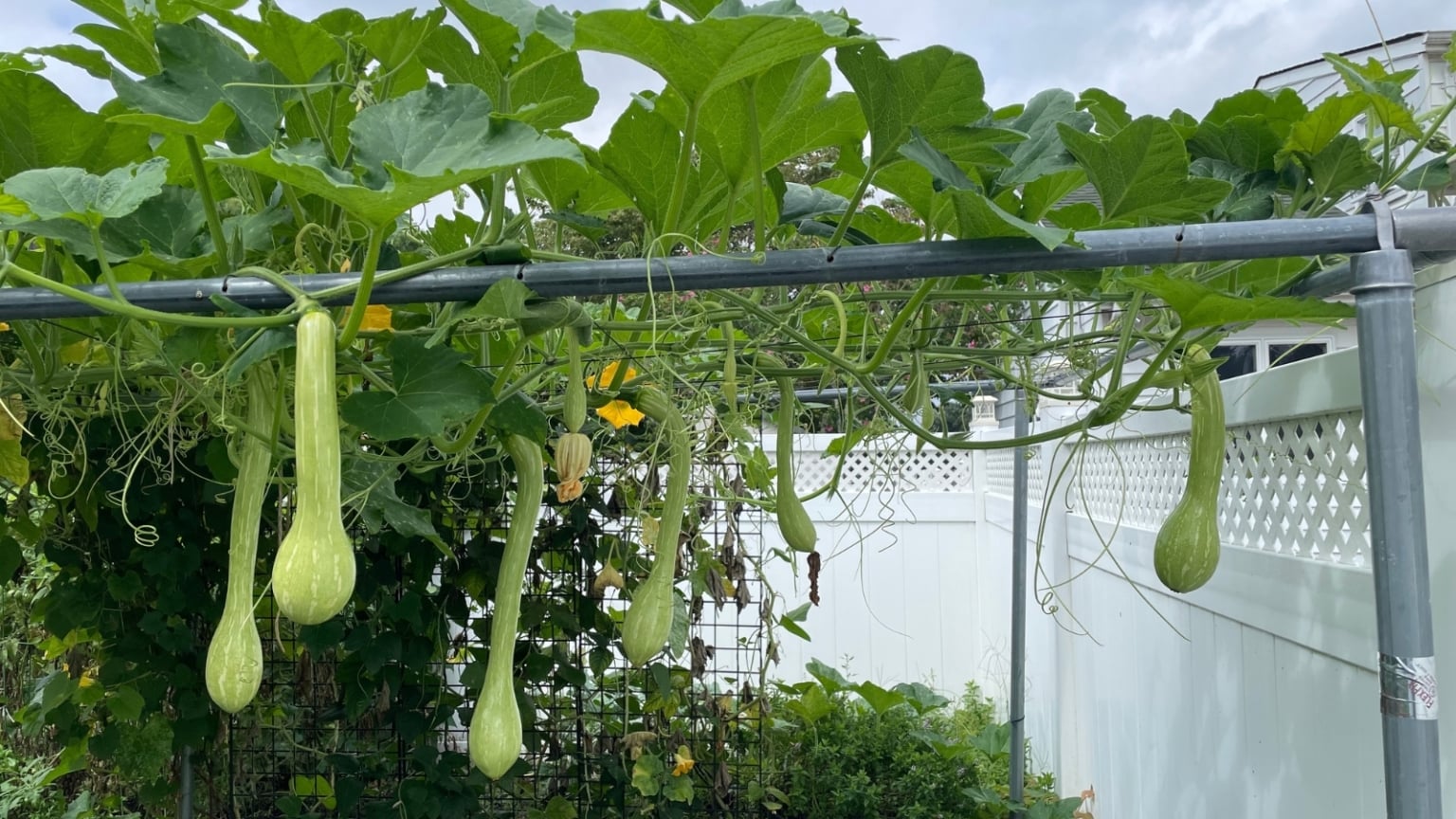 9 Ways To Get Rid of Squash Vine Borers For Good