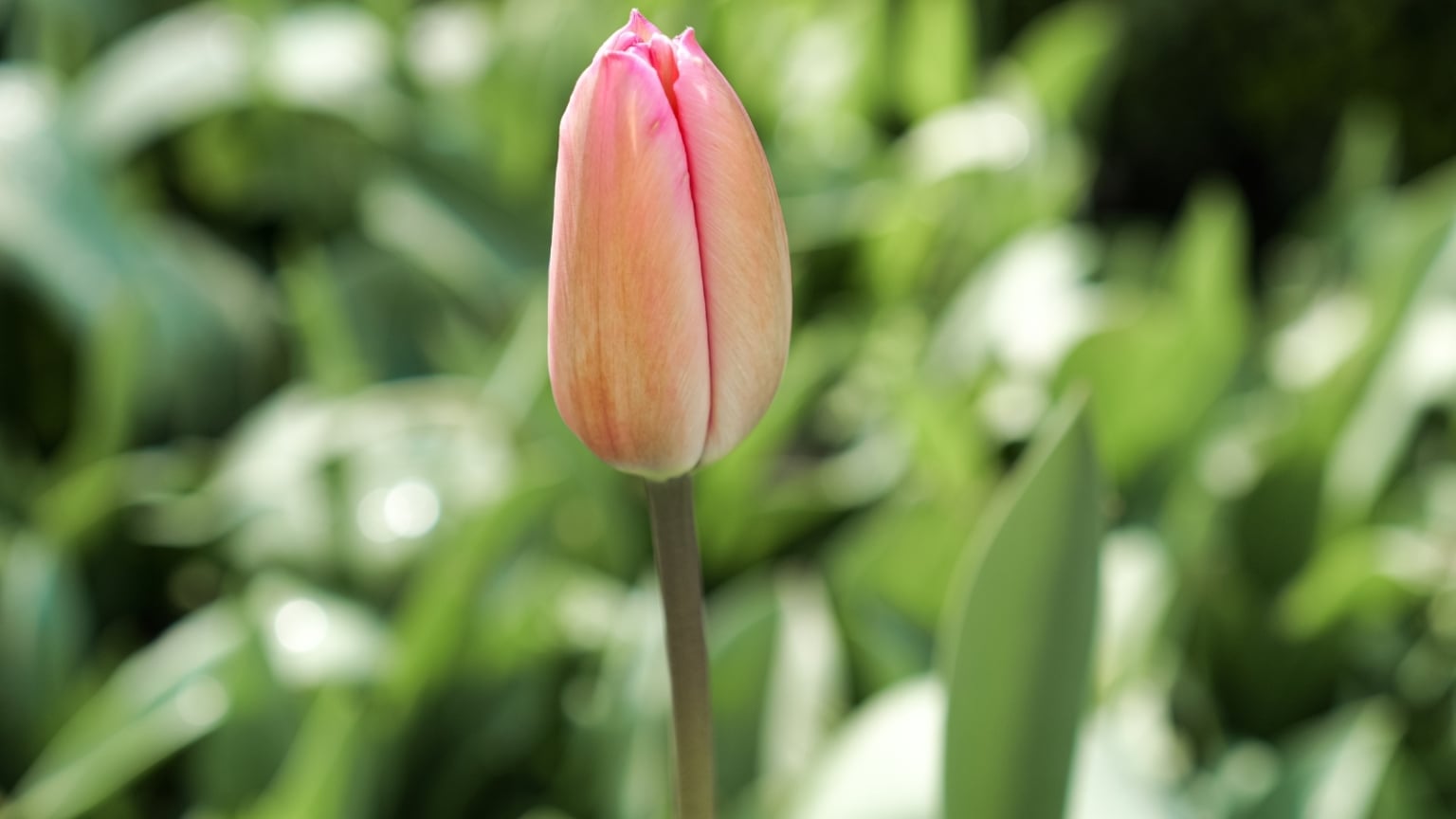 23 Flowers You Should Always Cut in the Bud Stage