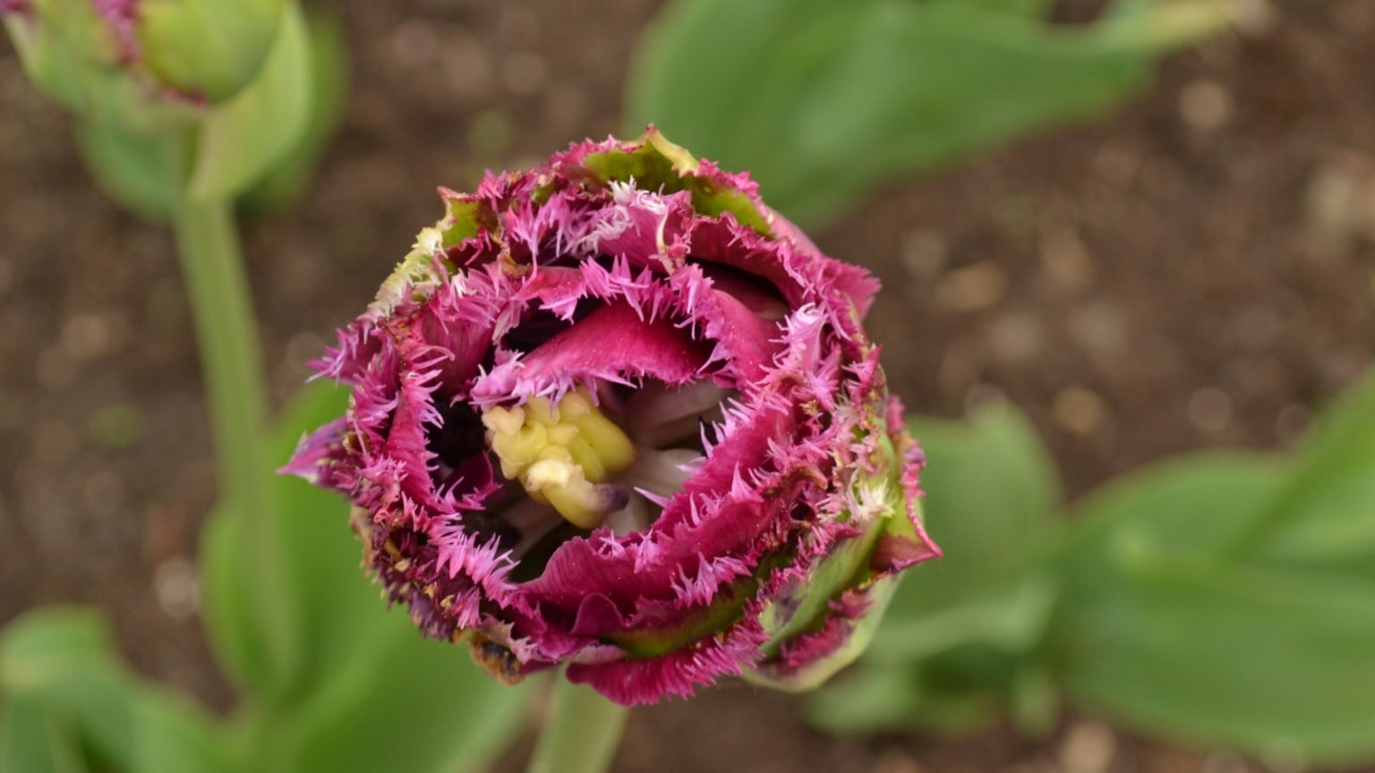 31 Rare and Unique Flowers You Can Grow