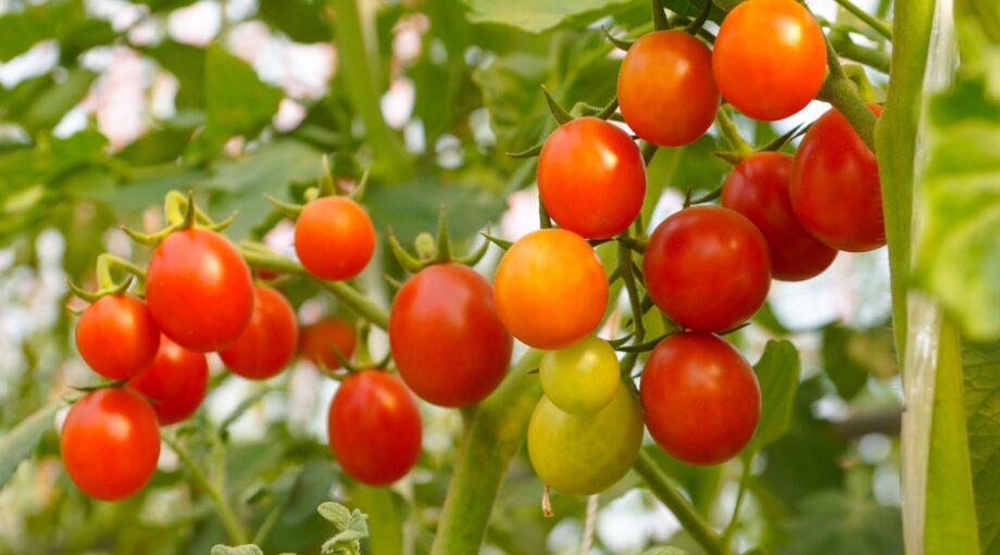How to Grow Tomatoes in Hanging Baskets