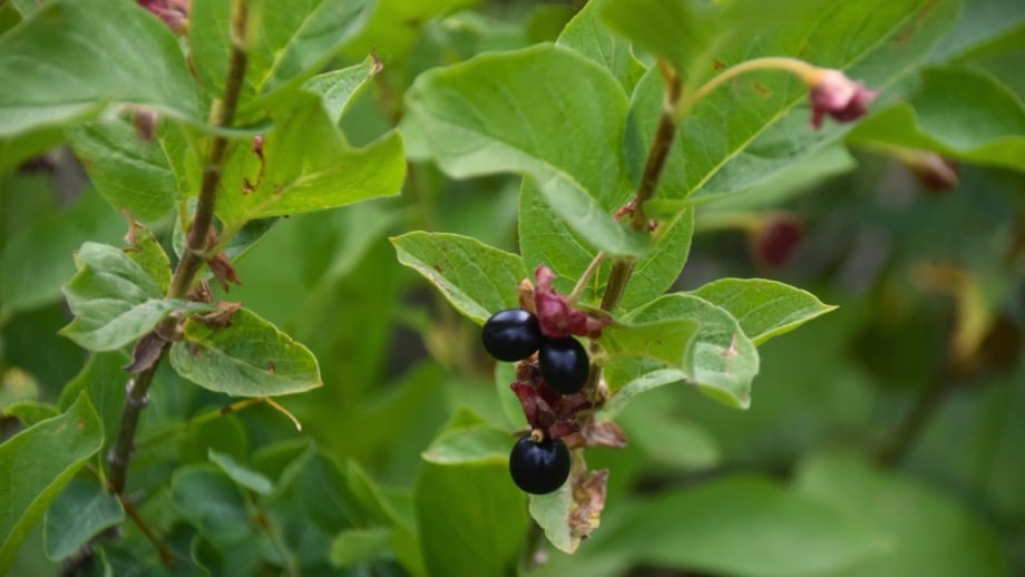 29 California Native Plants for Home Gardens