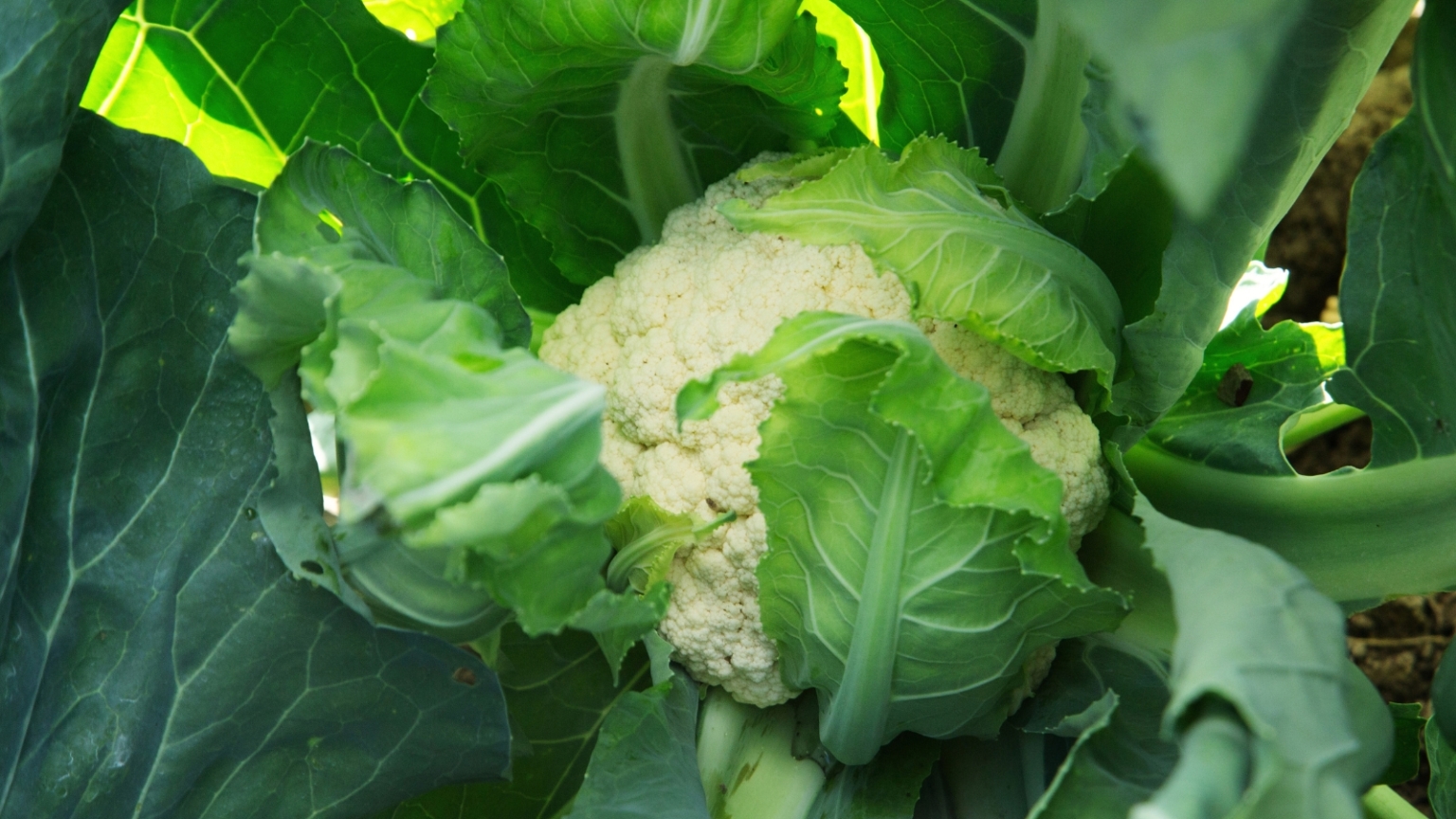 How to Grow Cauliflower in Raised Beds: A Complete Guide