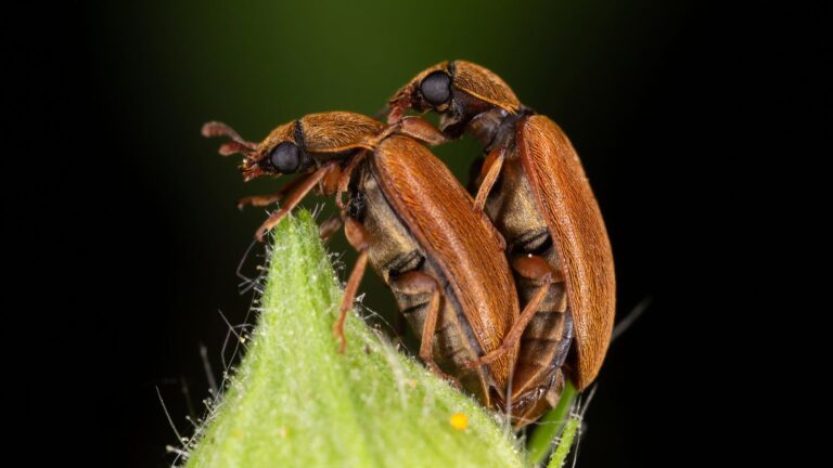 How to Identify, Control, and Prevent Raspberry Beetle