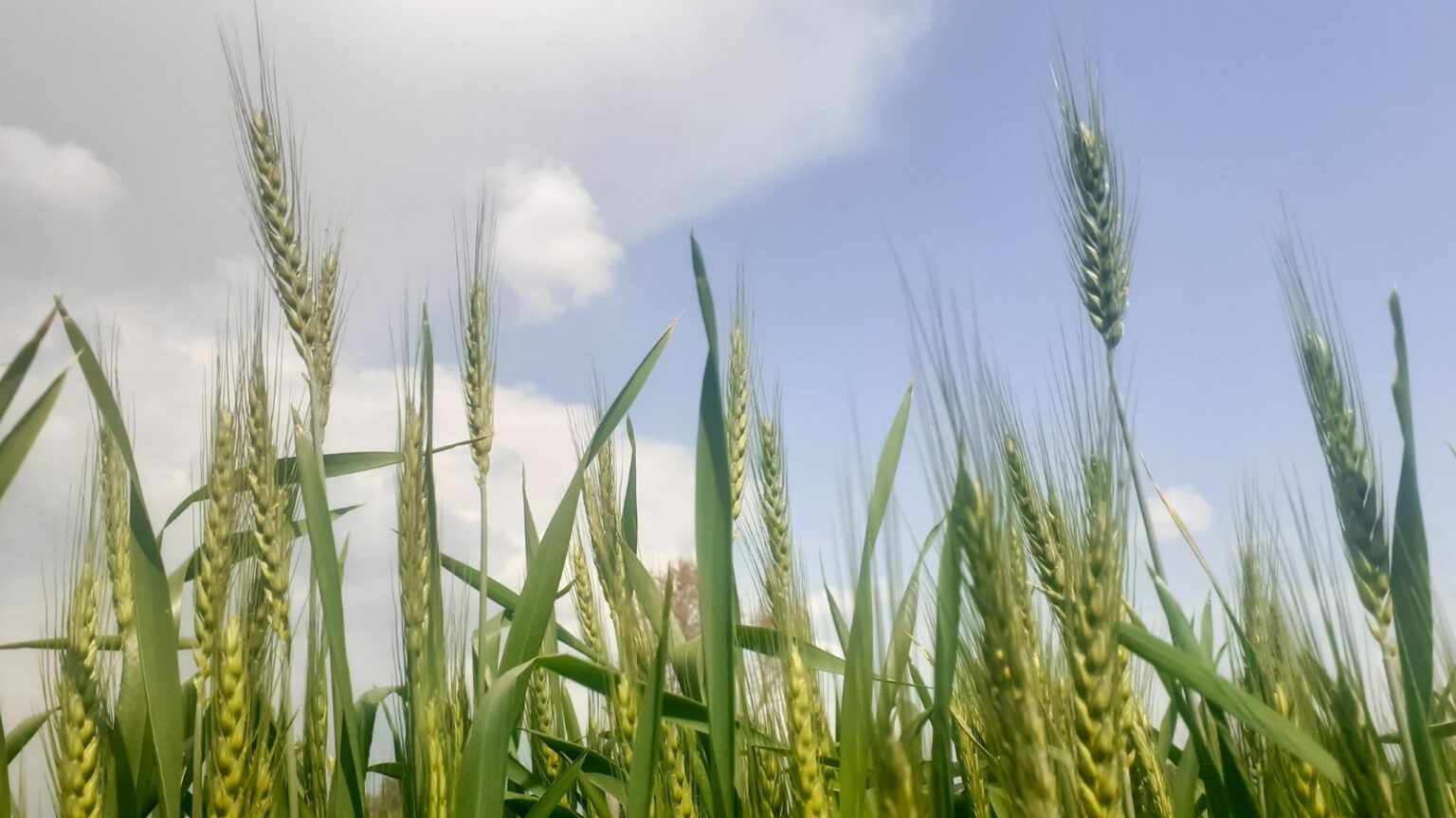 How to Plant, Grow, and Care for Wheat