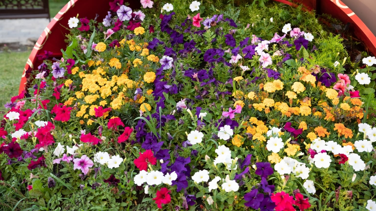 5 Secrets for Growing Massive Petunias