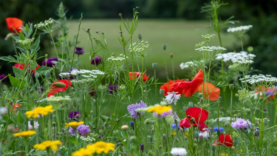 Our Top 5 Favorite Native Plants for Biodiversity by Region