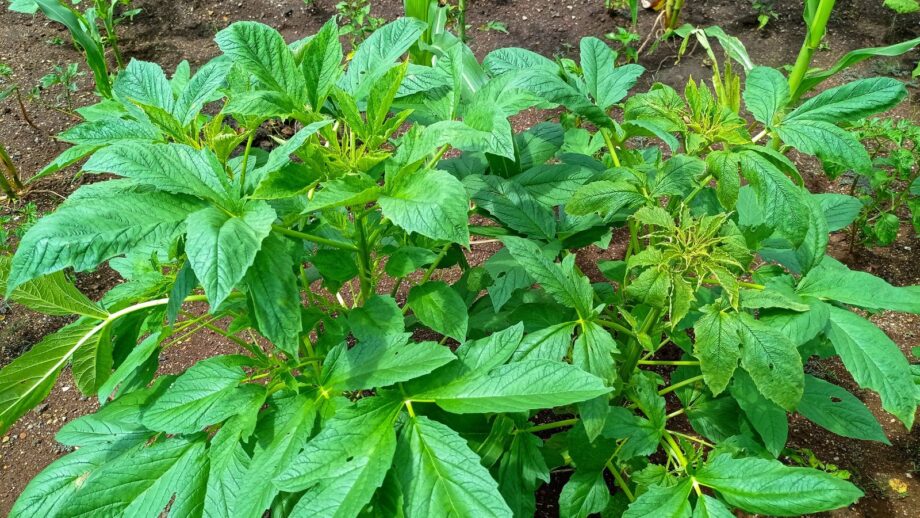 How to Plant, Grow, and Care for Sesame