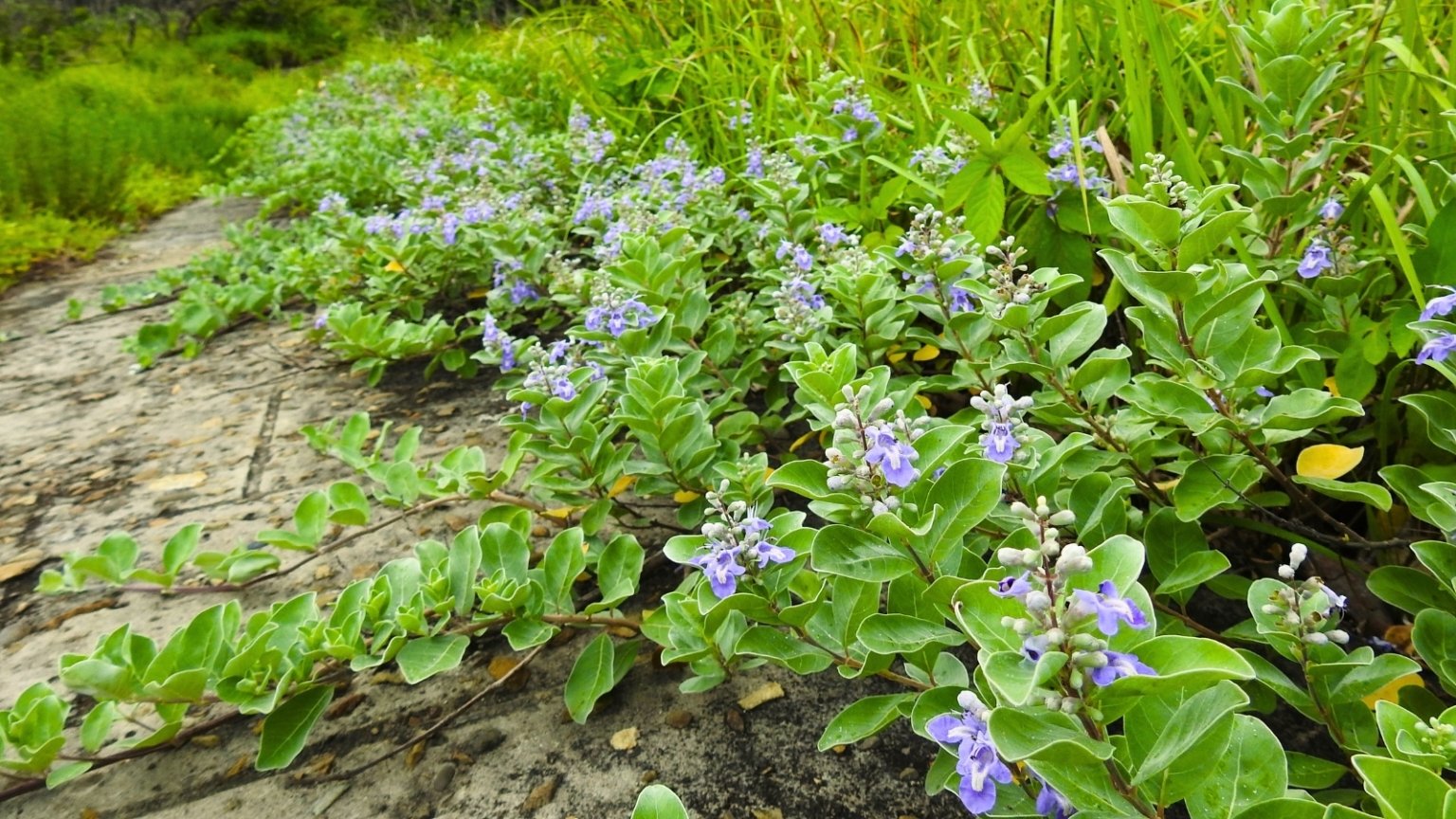 Don’t Plant These 15 Invasive Ground Covers