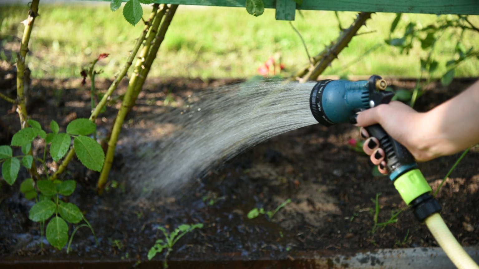 How to Plant, Grow, and Care for Drift Roses