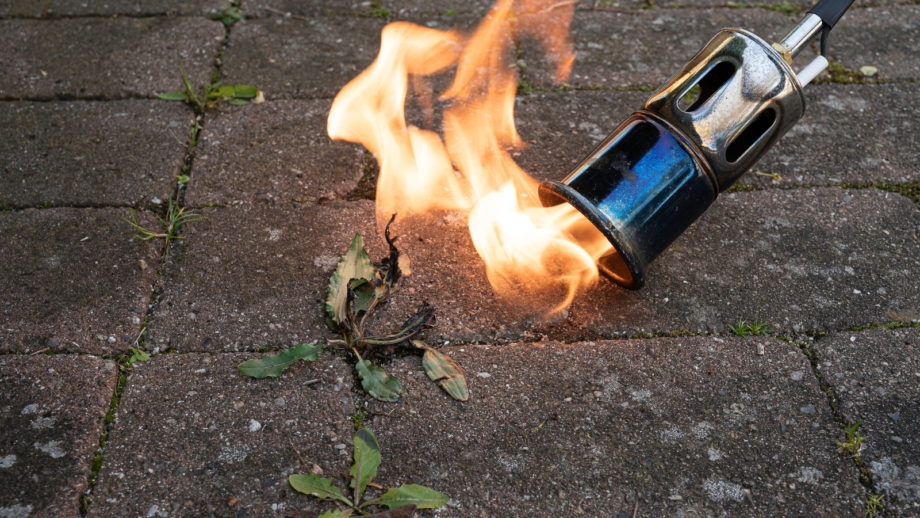 How and Why to Burn Your Weeds