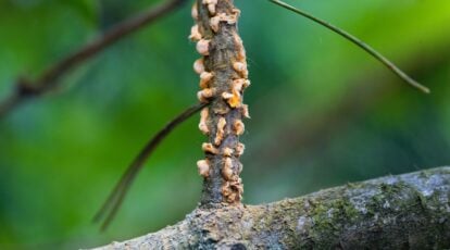 9 Common Pine Tree Diseases to Watch for in Your Landscape