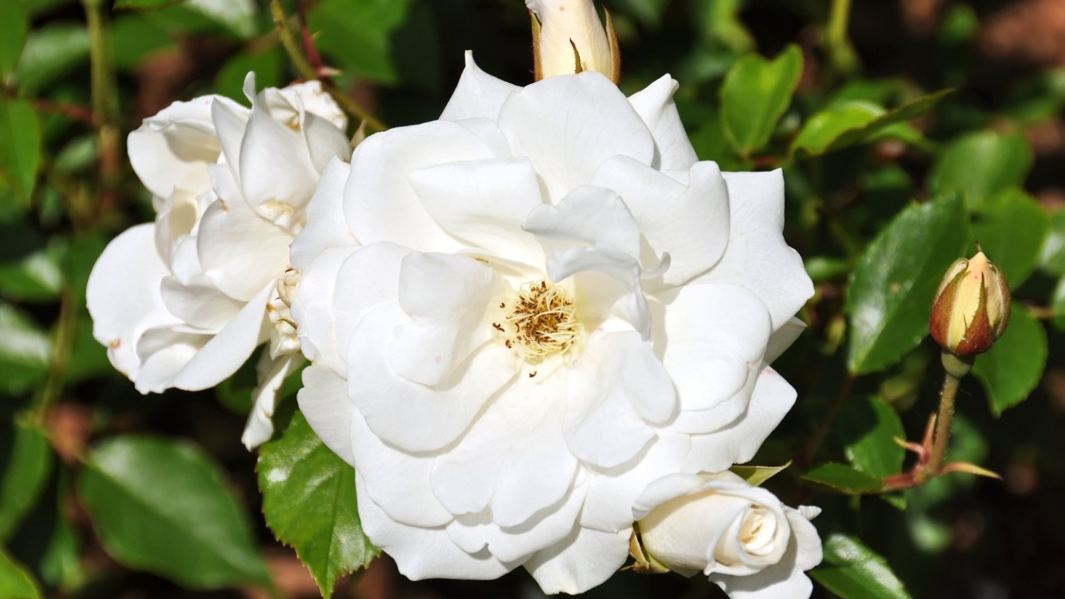 How to Plant, Grow, and Care for 'Iceberg' Roses