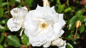 How to Plant, Grow, and Care for 'Iceberg' Roses