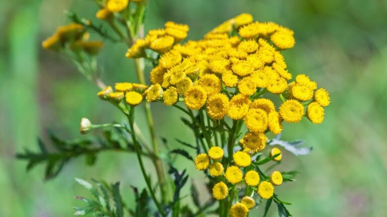 How to Plant, Grow, and Care for Tansy