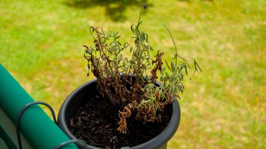 11 Lavender Pests & Diseases To Watch For This Season