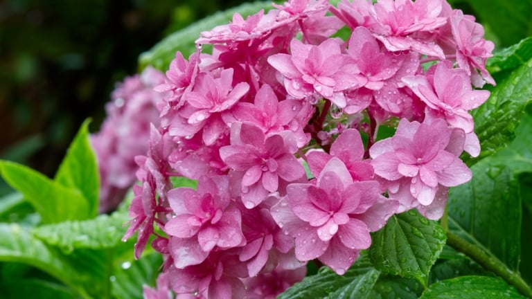 How to Plant, Grow, and Care For Bigleaf Hydrangeas