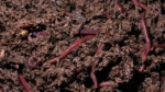 Worm Castings: Powerhouse Poop From Wiggly Worms - Epic Gardening