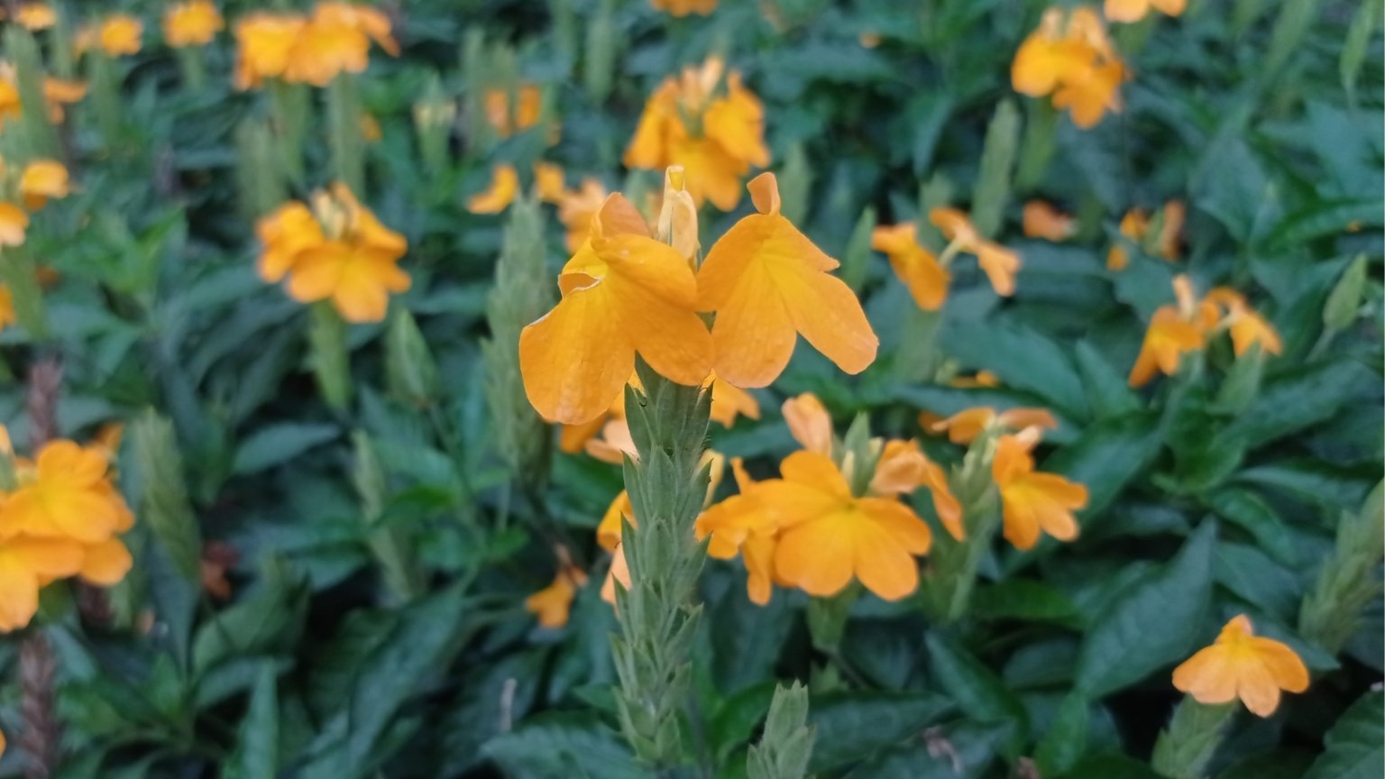 21 Tropical Plants That Grow Well in the Shade