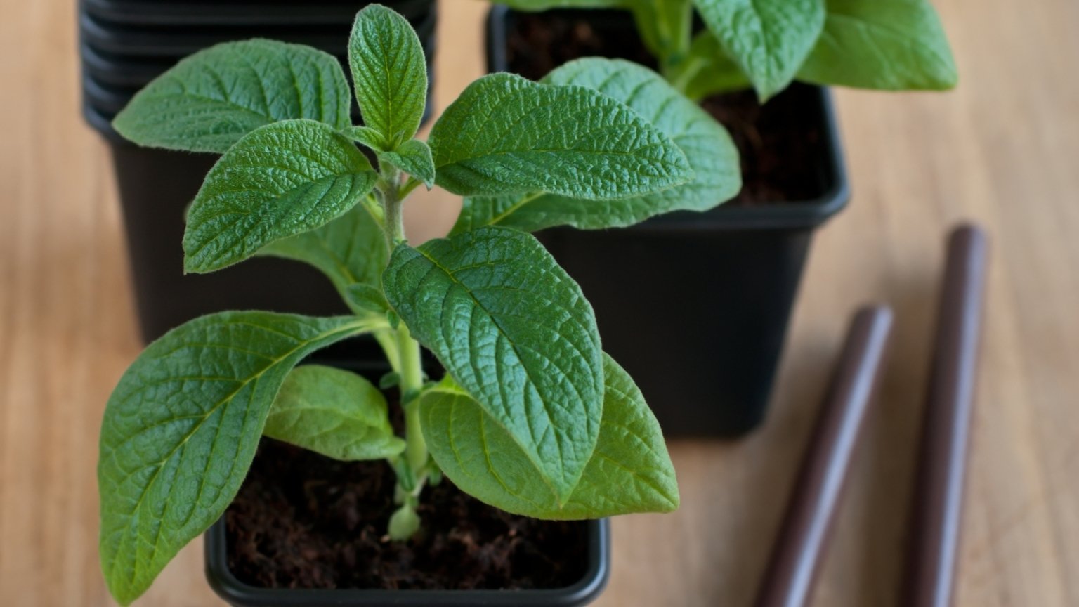 How to Plant, Grow, and Care For Heliotrope