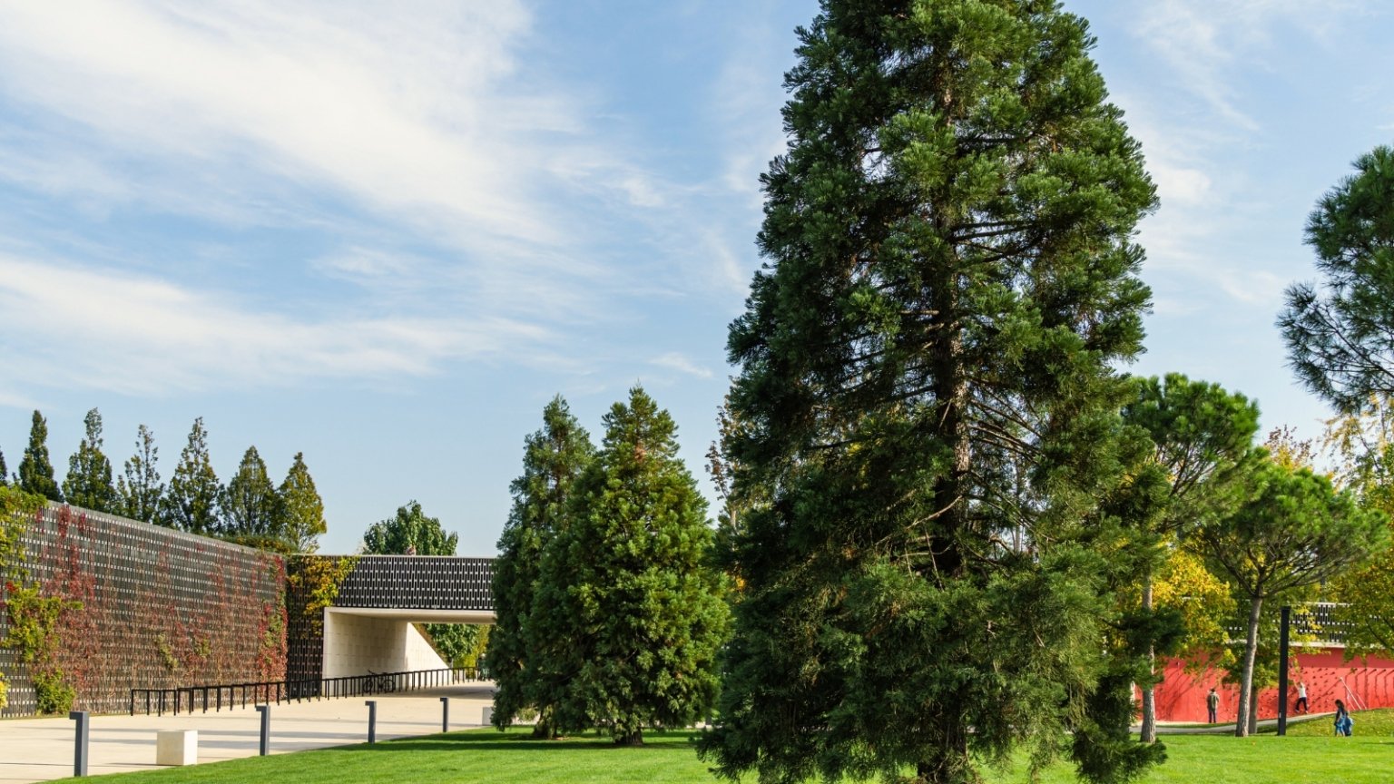 How to Plant, Grow, and Care for Giant Sequoia Trees
