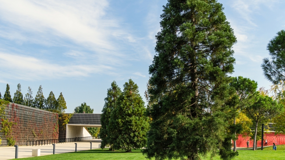 How to Plant, Grow, and Care for Giant Sequoia Trees
