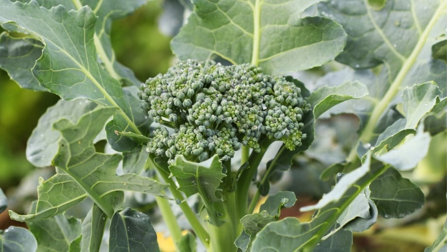 How to Grow Broccoli in Raised Beds: A Complete Guide