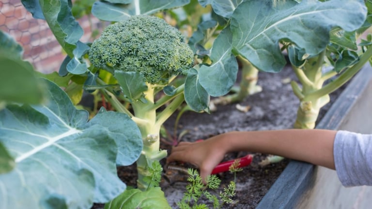 How to Know Your Broccoli is Ready to Harvest