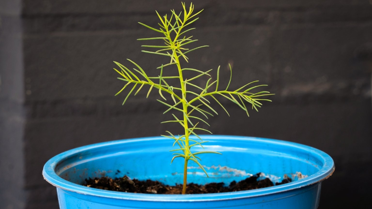 How to Plant, Grow, and Care for Giant Sequoia Trees