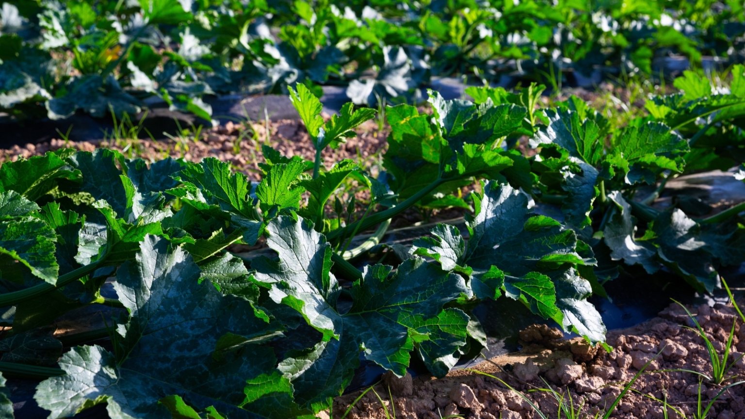 How to Prune Squash Plants for Bigger, Better Yields