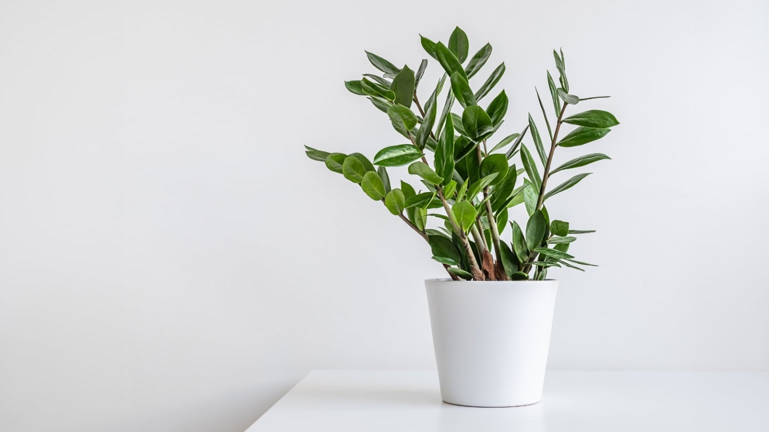 27 Tropical Plants That Thrive Indoors
