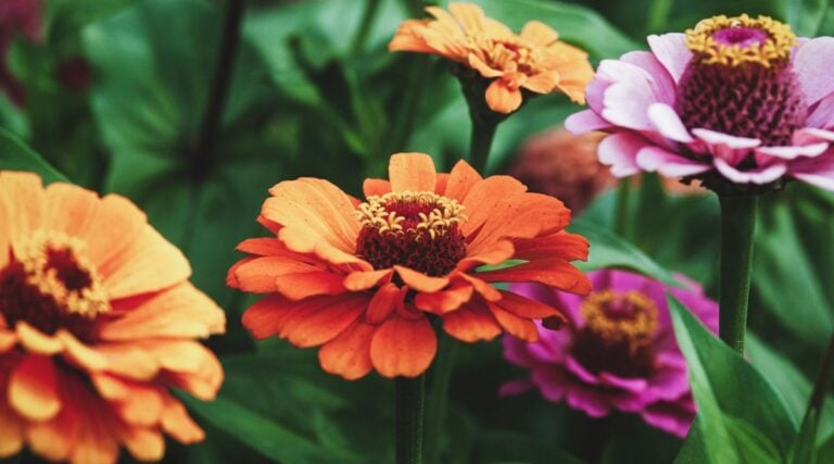 15 Fall-Blooming Flowers to Plant in August