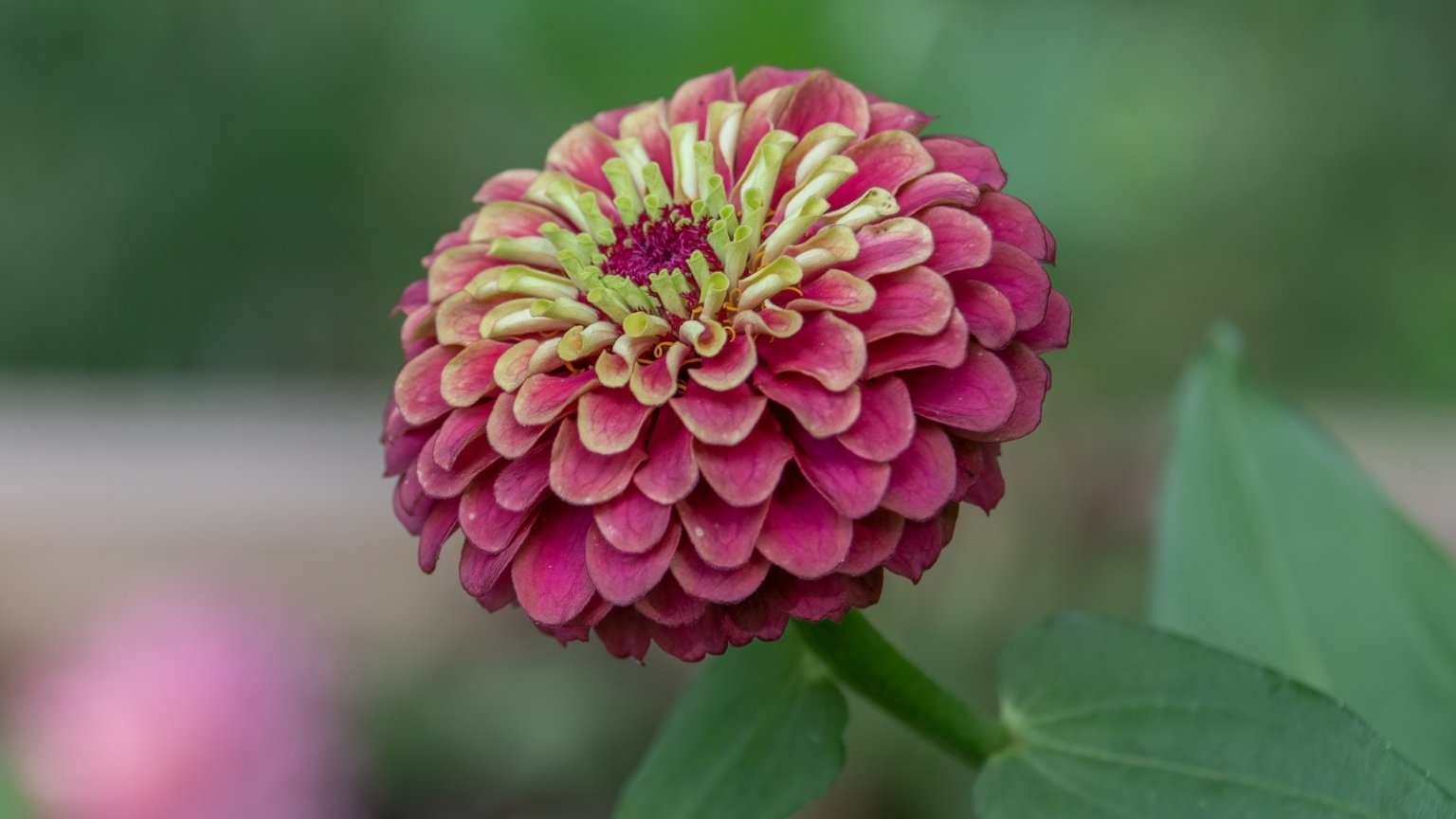 31 Rare and Unique Flowers You Can Grow