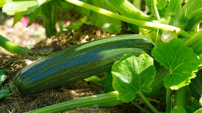 17 Vegetables You Can Plant in July