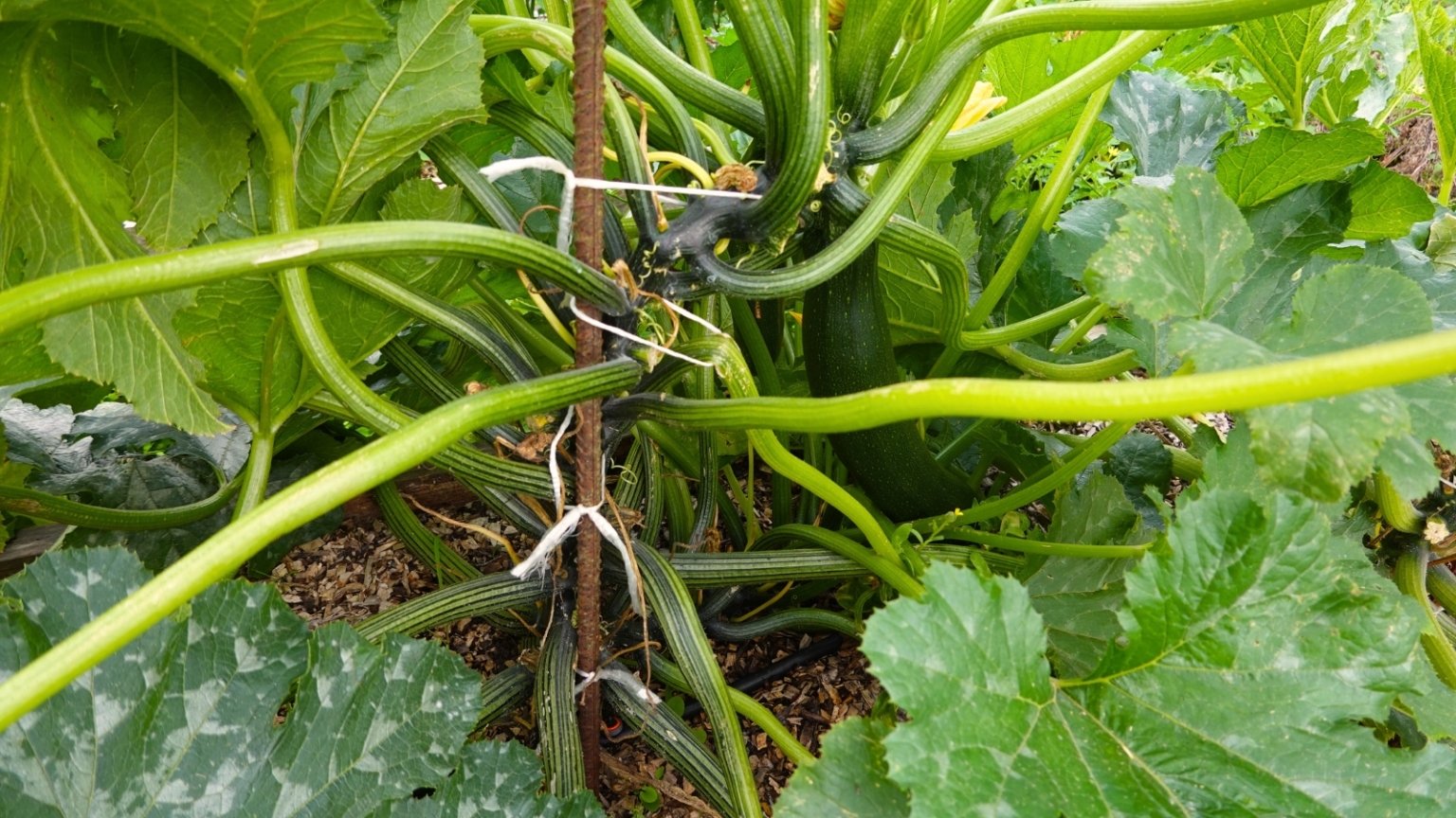 How to Prune Squash Plants for Bigger, Better Yields