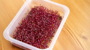 How to Grow Amaranth Microgreens in 5 Easy Steps