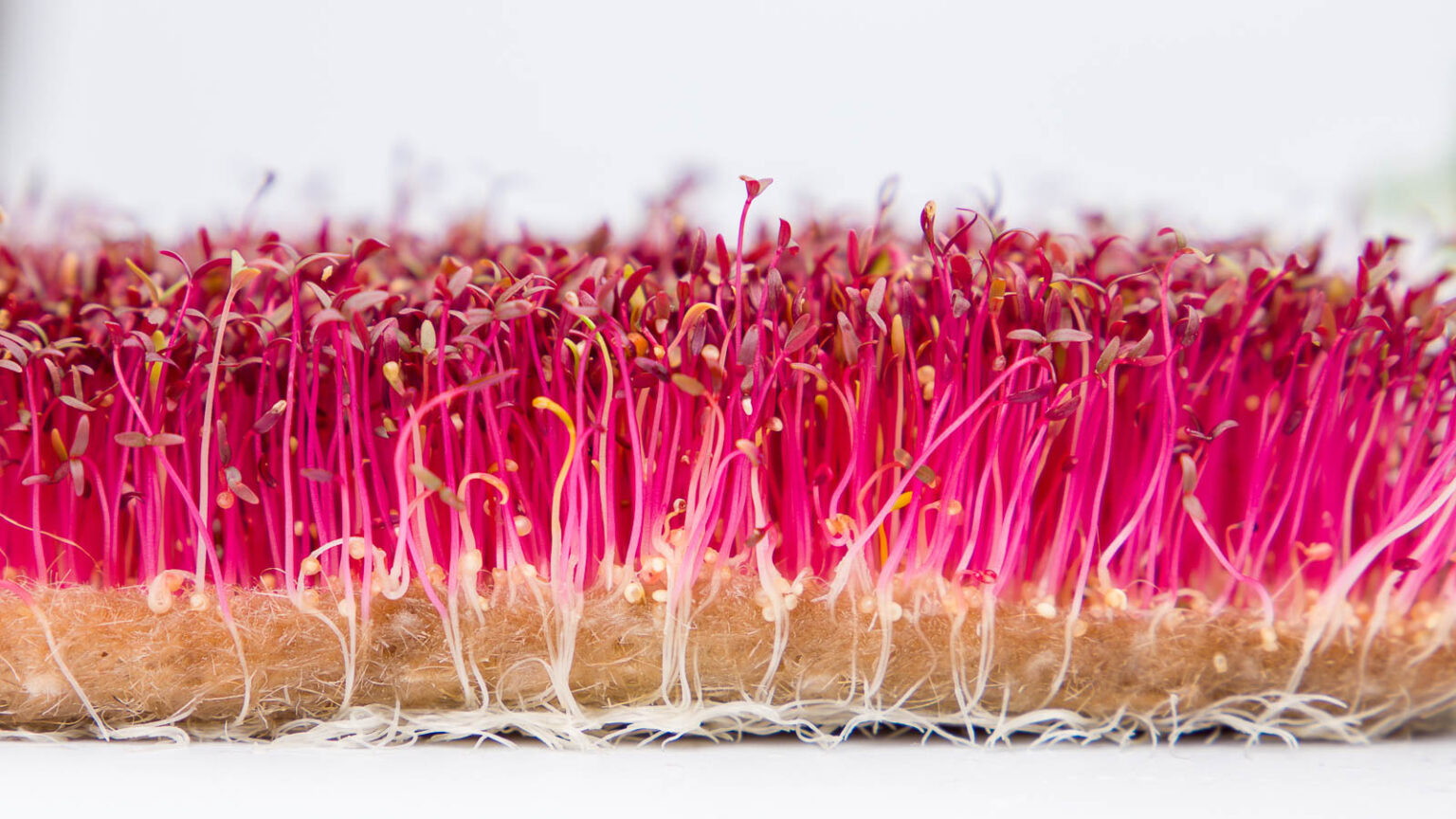 How to Grow Amaranth Microgreens in 5 Easy Steps