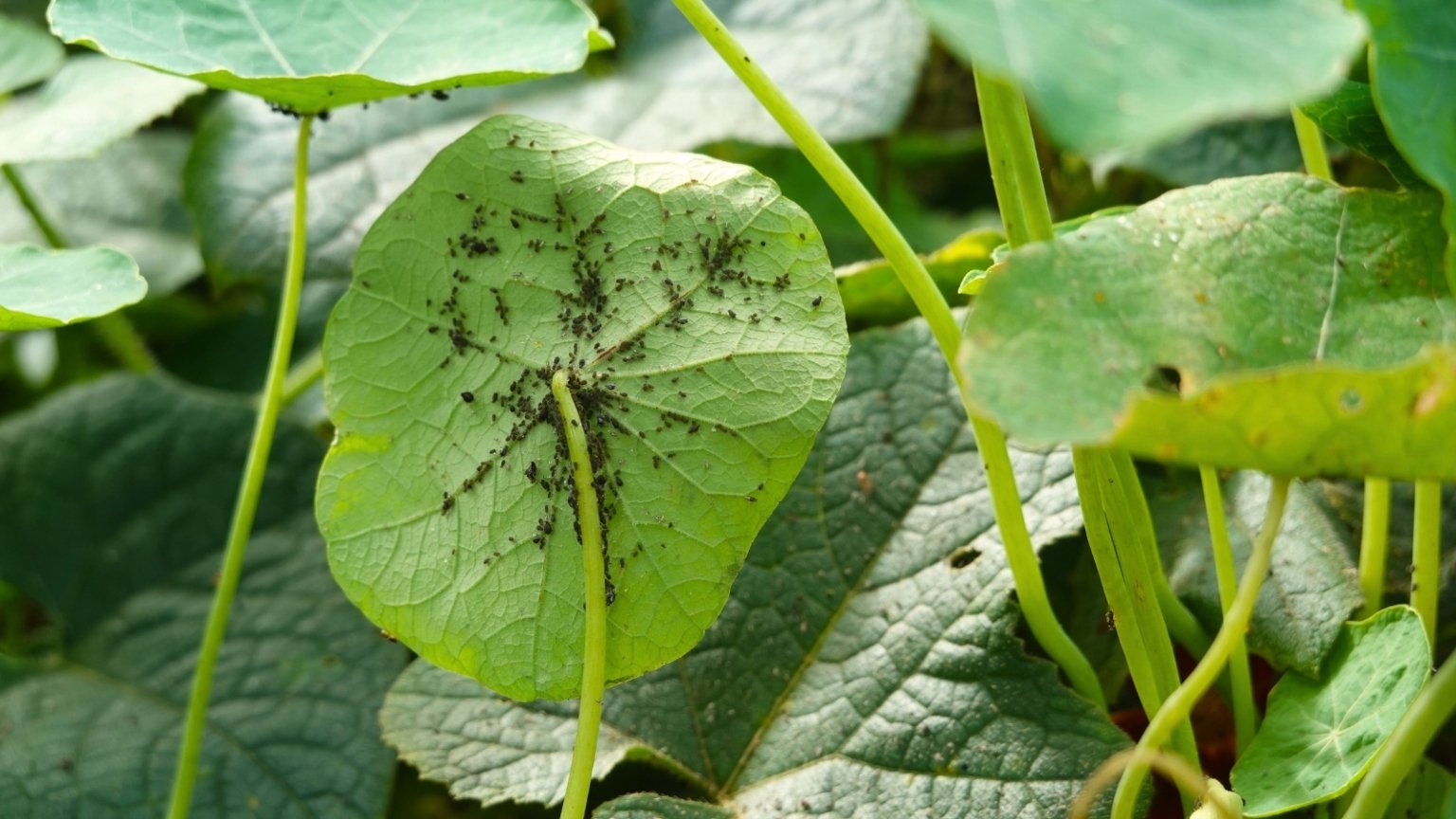 What are Trap Plants, and Do They Actually Work?