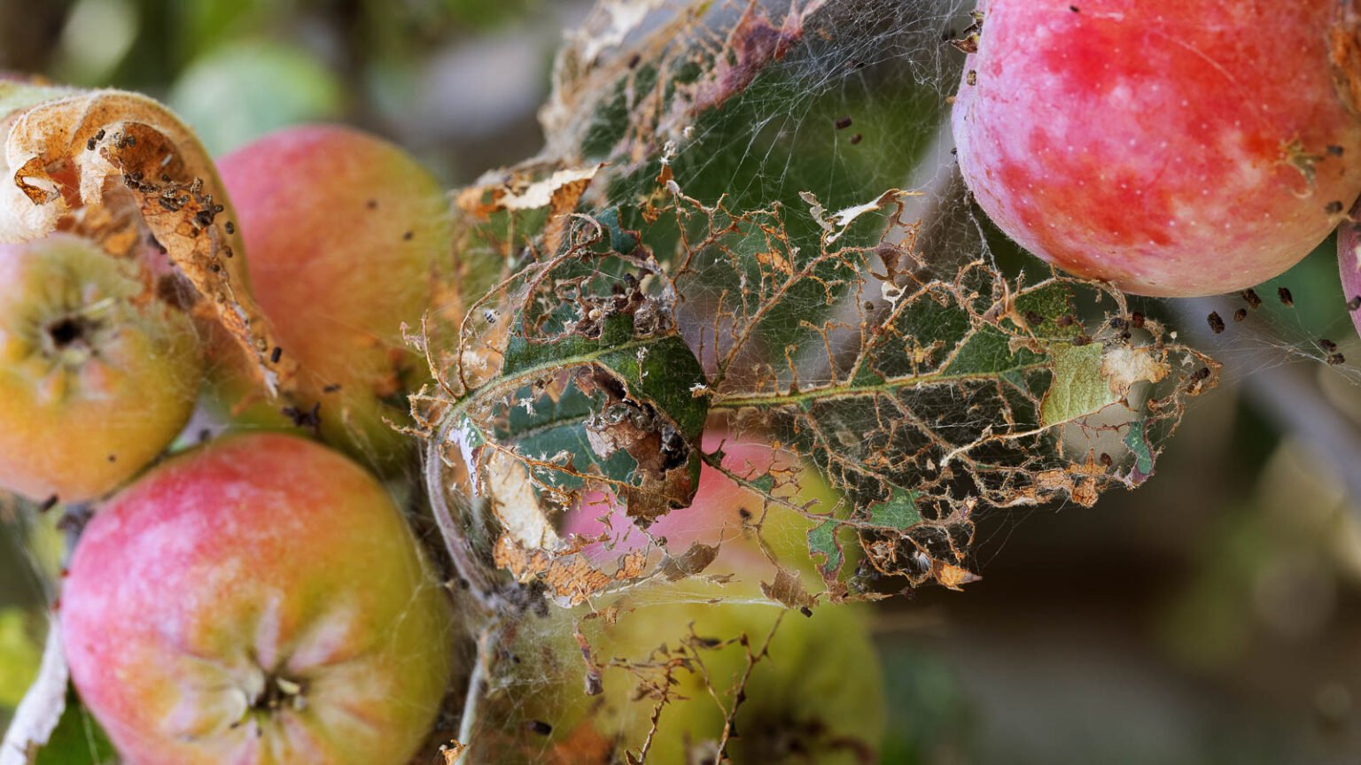 How to Identify and Get Rid of Codling Moth