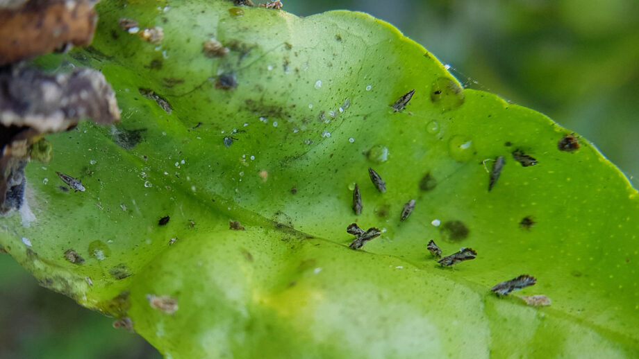 How To Identify and Control Asian Citrus Psyllid
