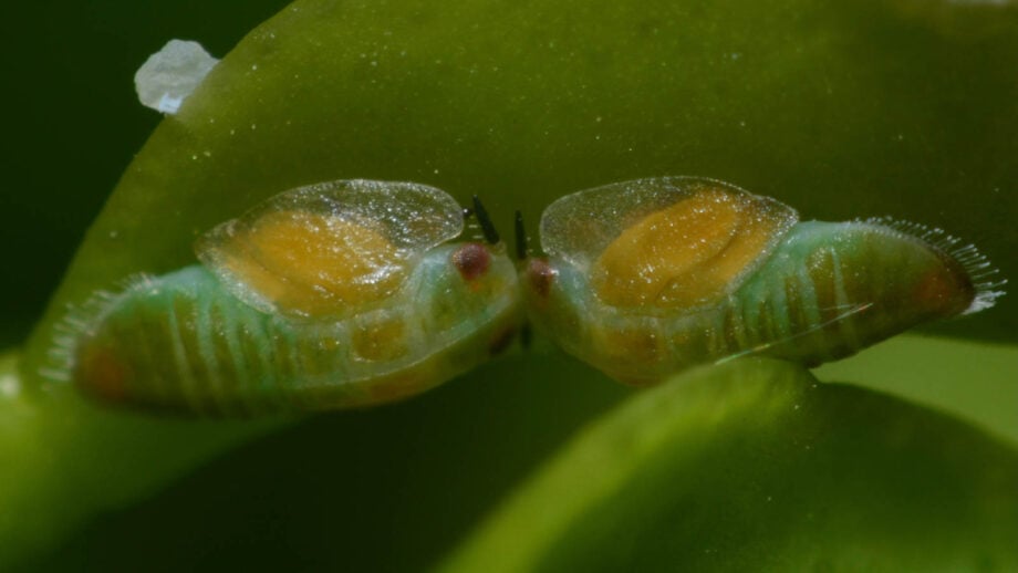 How To Identify and Control Asian Citrus Psyllid
