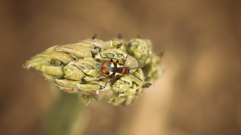 How to Identify, Control, and Prevent Asparagus Beetles