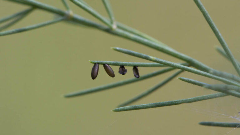 How to Identify, Control, and Prevent Asparagus Beetles