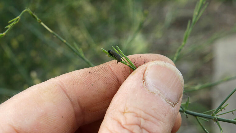 How to Identify, Control, and Prevent Asparagus Beetles