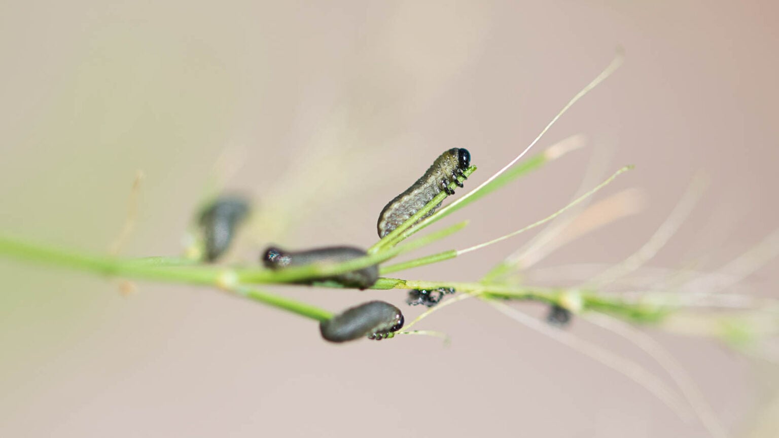 How to Identify, Control, and Prevent Asparagus Beetles
