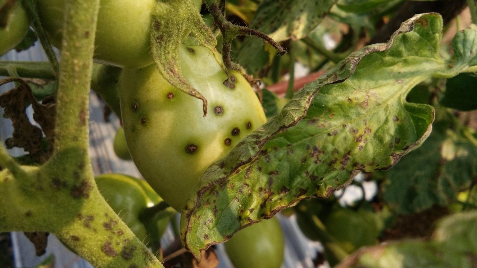 8 Causes of Mealy, Mushy Tomatoes