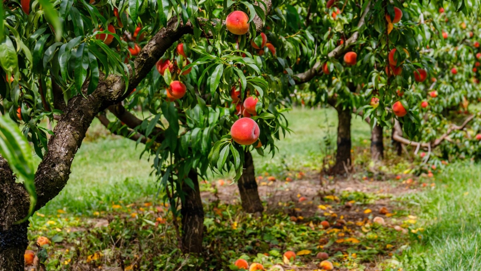 Harvesting Peaches: When and How to Pick Peaches
