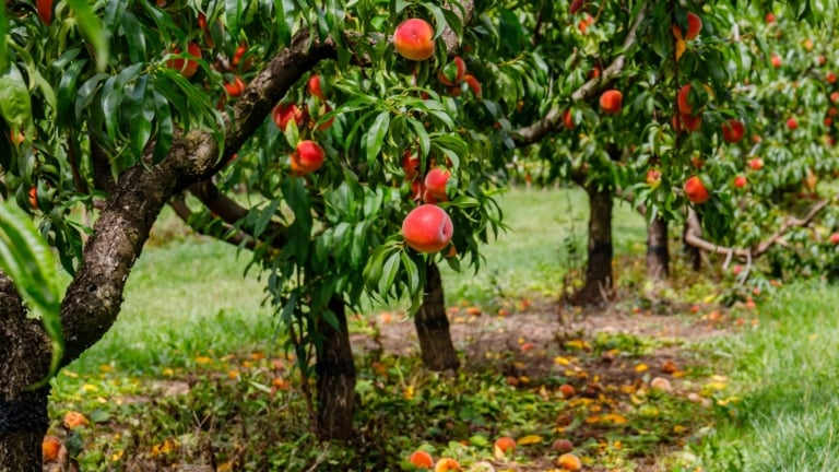 Harvesting Peaches: When and How to Pick Peaches