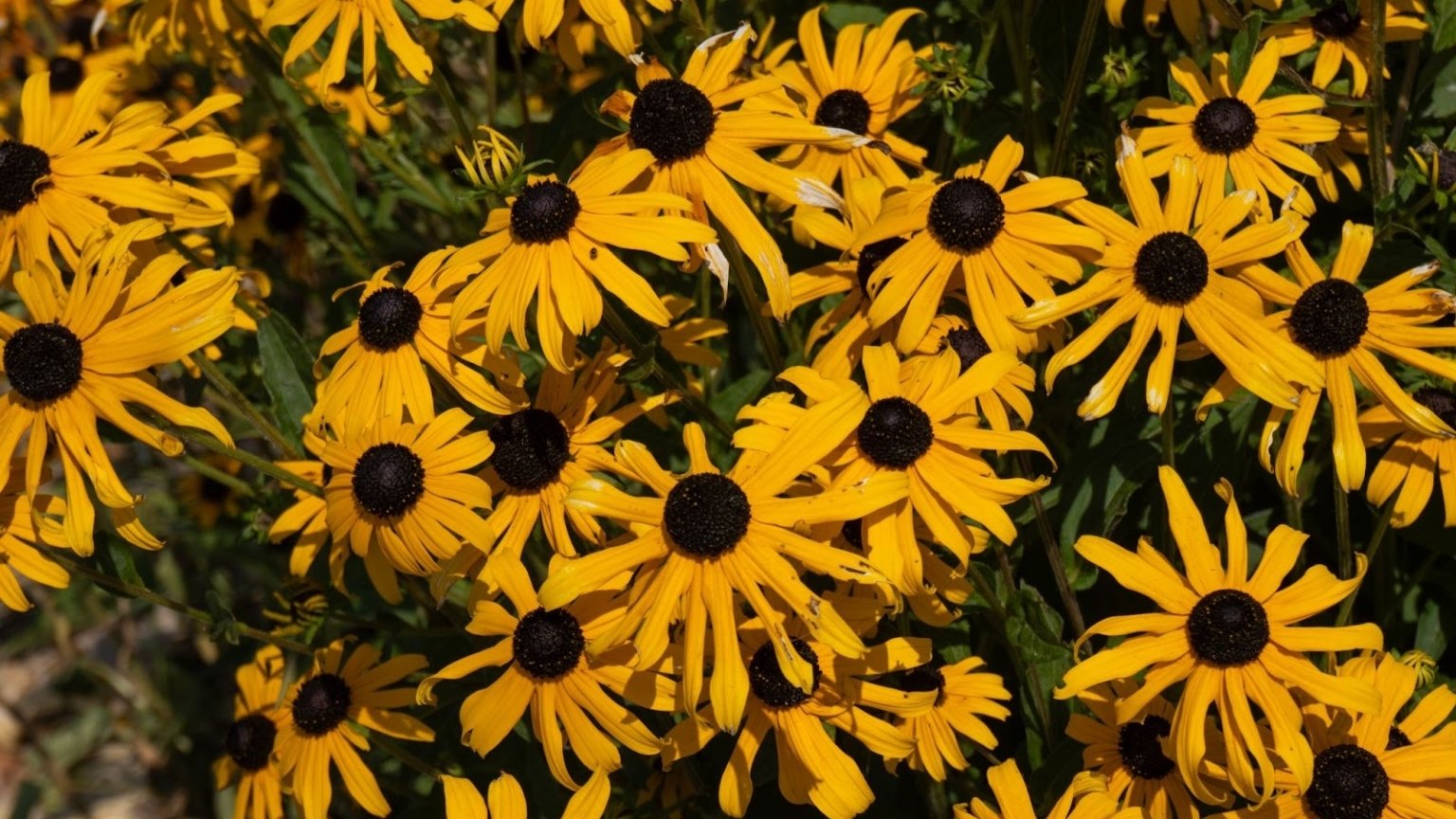 9 Tips for Removing Invasive Plants