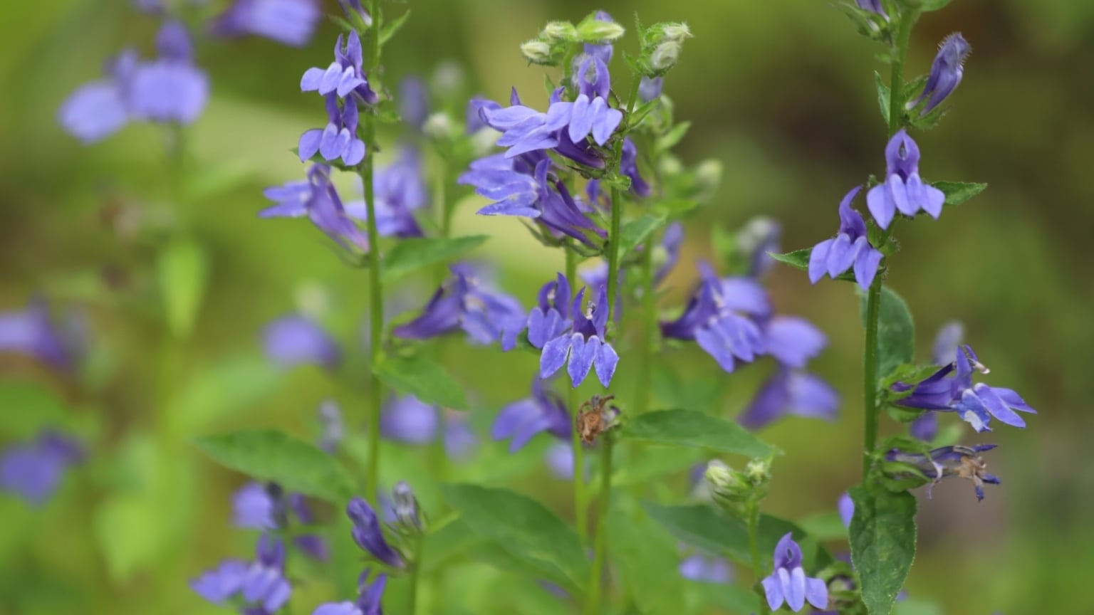 How to Plant, Grow, and Care For Great Blue Lobelia
