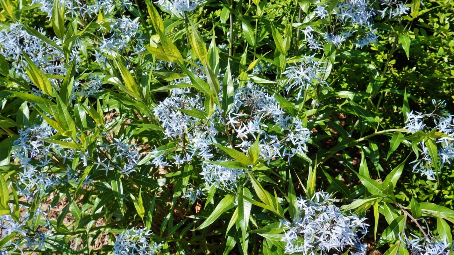 How to Plant, Grow, and Care for 'Storm Cloud' Amsonia